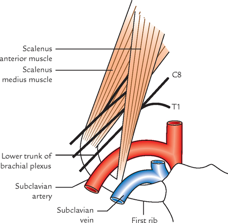 Chapter 12: Pre- and Paravertebral Regions and Root of the Neck