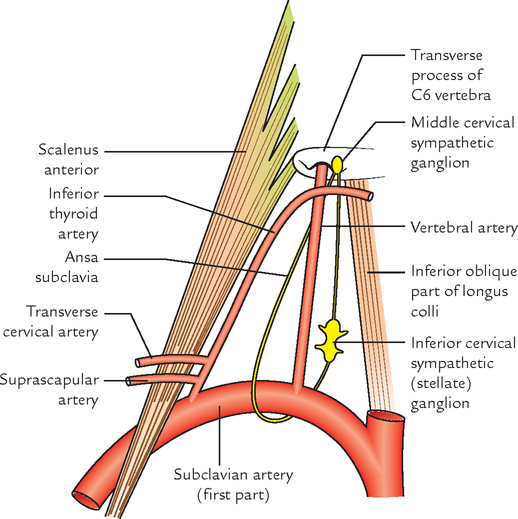 Chapter 12: Pre- and Paravertebral Regions and Root of the Neck