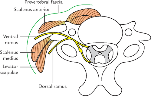 Chapter 12: Pre- and Paravertebral Regions and Root of the Neck
