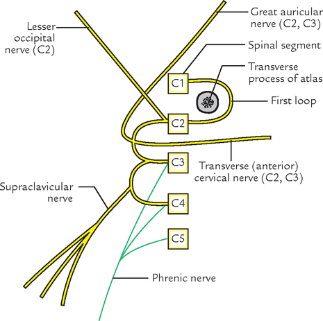 Chapter 12: Pre- and Paravertebral Regions and Root of the Neck