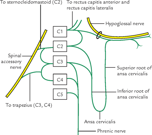 Chapter 12: Pre- and Paravertebral Regions and Root of the Neck