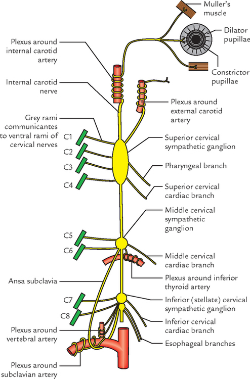 Chapter 12: Pre- and Paravertebral Regions and Root of the Neck