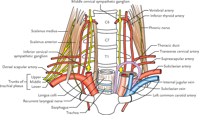 Chapter 12: Pre- and Paravertebral Regions and Root of the Neck