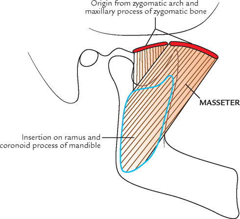 Chapter 10: Infratemporal Fossa, Temporomandibular Joint, and Pterygo ...