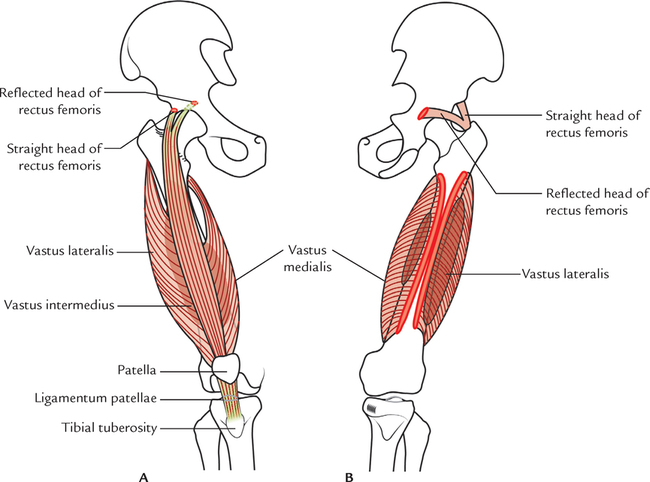Chapter 22: Front of the Thigh