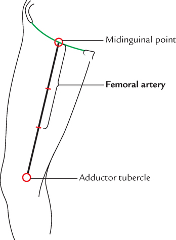 Chapter 22: Front of the Thigh