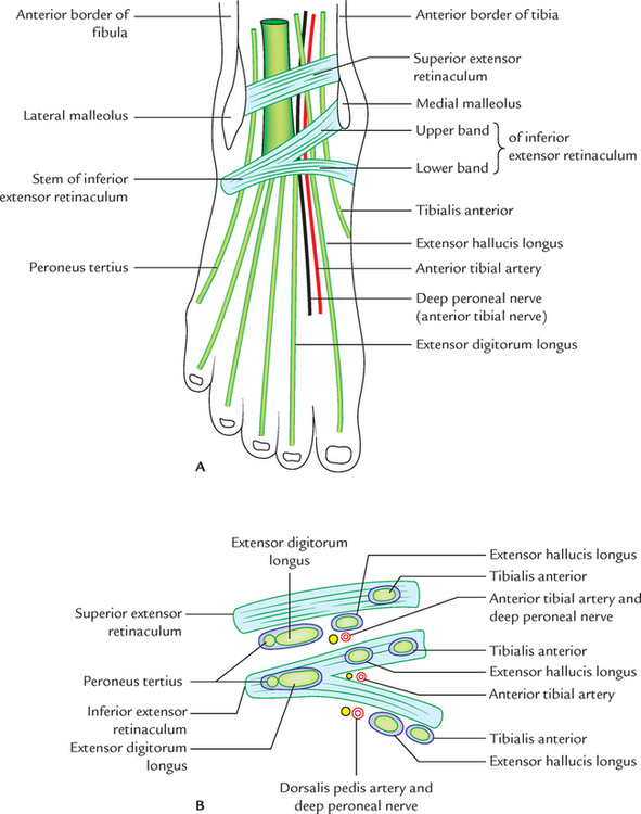 Chapter 27: Front of the Leg and Dorsum of the Foot