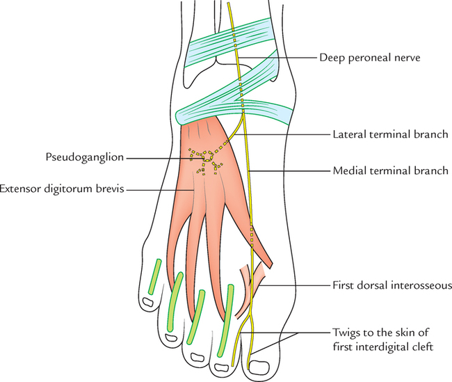 Chapter 27: Front of the Leg and Dorsum of the Foot