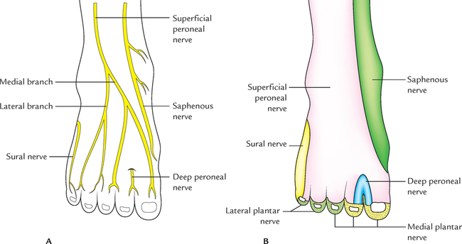 Chapter 27: Front of the Leg and Dorsum of the Foot