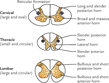 Chapter 20: Vertebral Canal and Its Contents