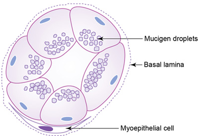 Textbook of Histology : Atlas and Practical Guide