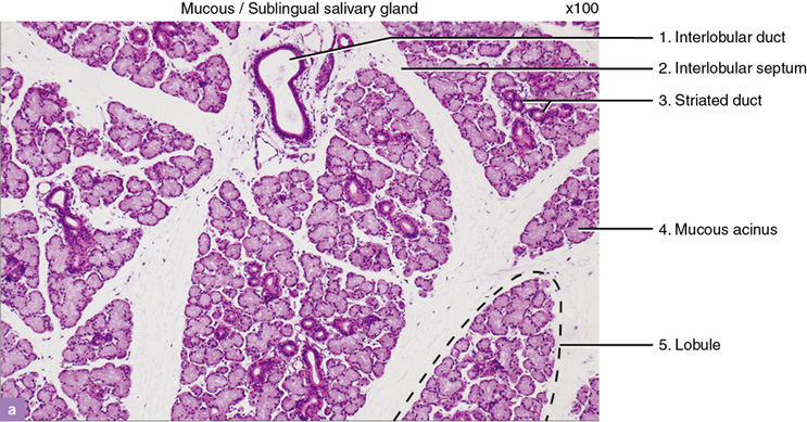 Textbook of Histology : Atlas and Practical Guide