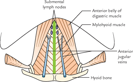 Chapter 6: Anterior Region of the Neck