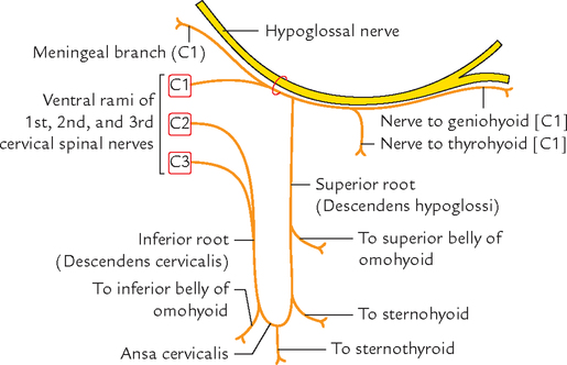 Chapter 6: Anterior Region of the Neck