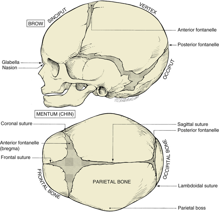 Obstetrics